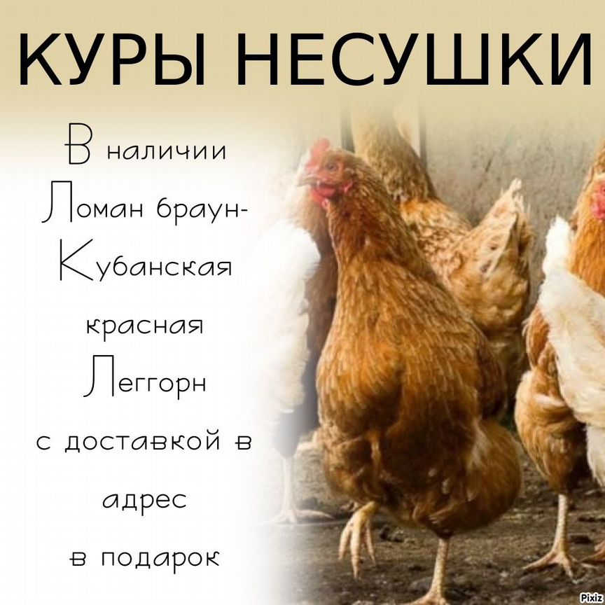 Куры на яйцо