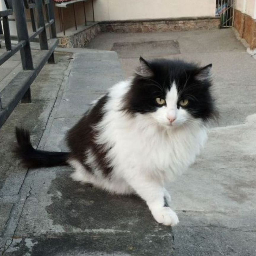 Пуша ищет дом