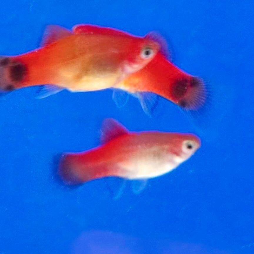 Пецилии Мики Маус