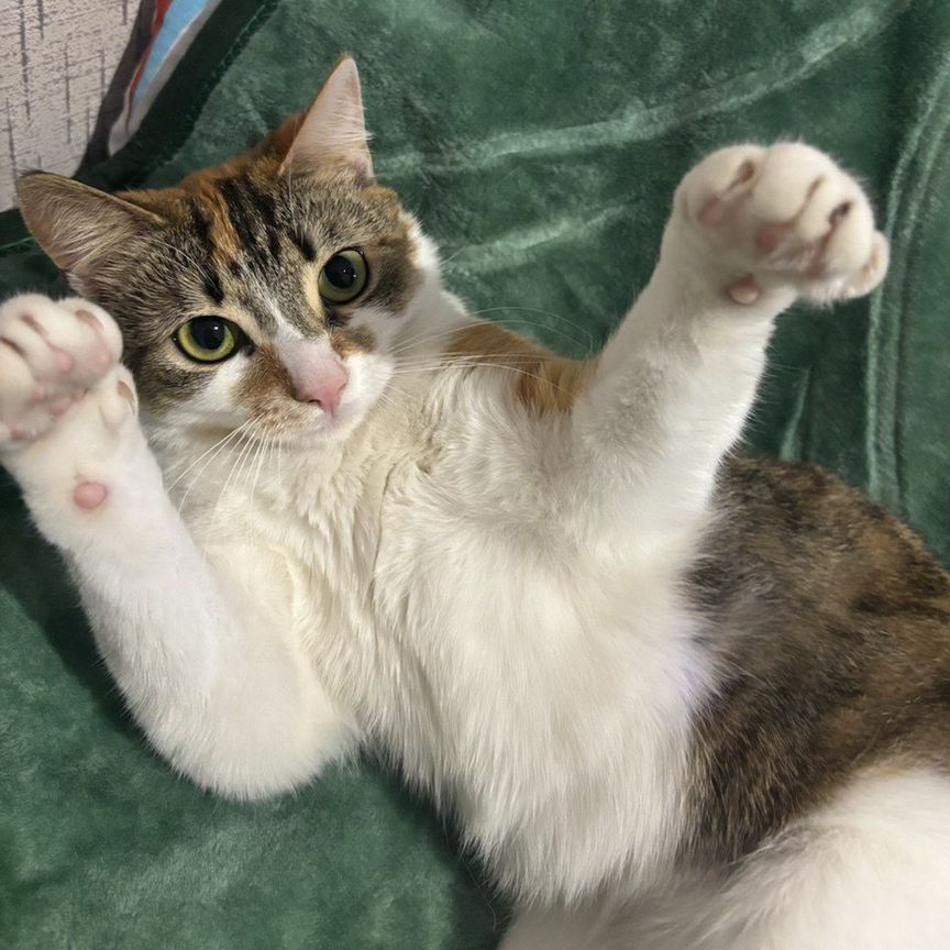 Котёнок от частного владельца