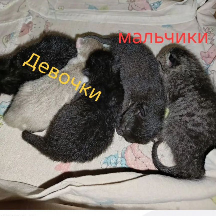 Котёнок в добрые руки