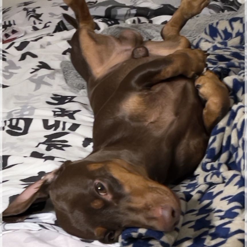 Такса вязка