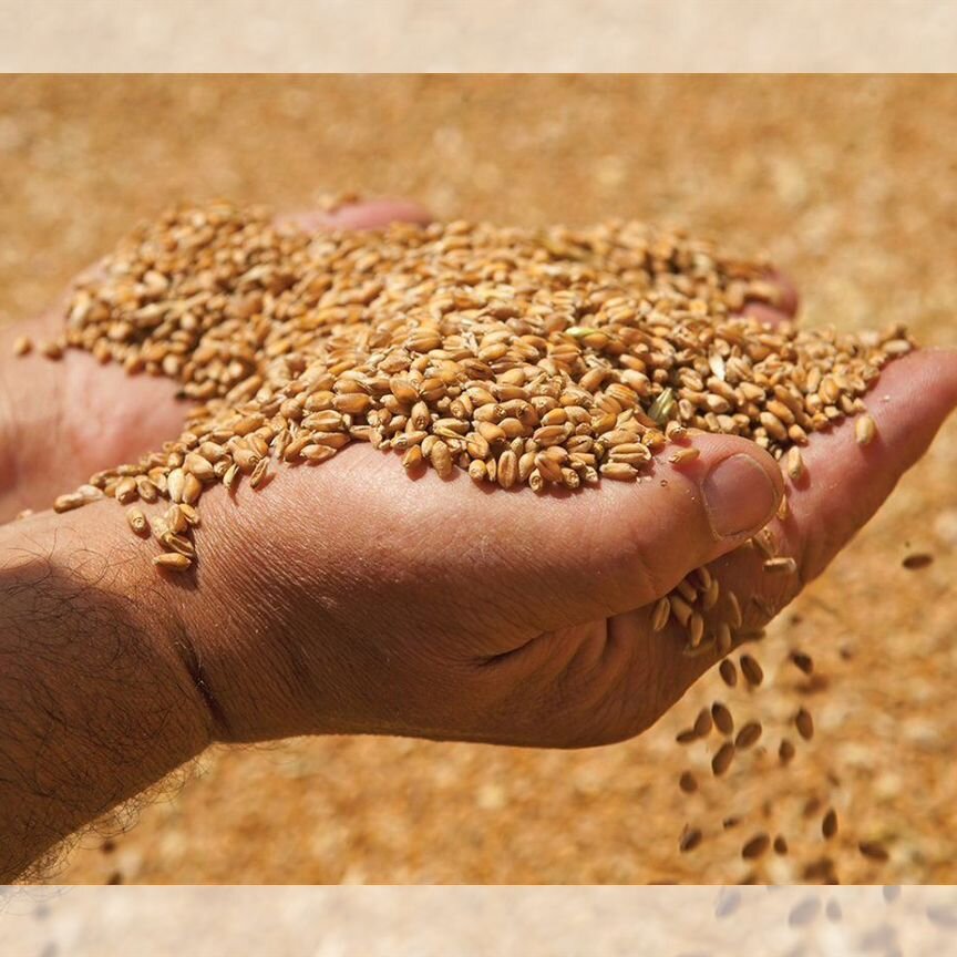 Зерно пшеница 4 класс