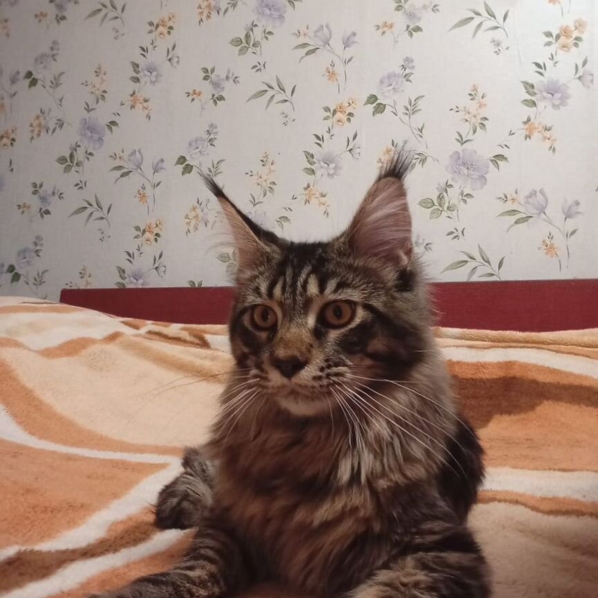 Потерялся кот на жко просьба