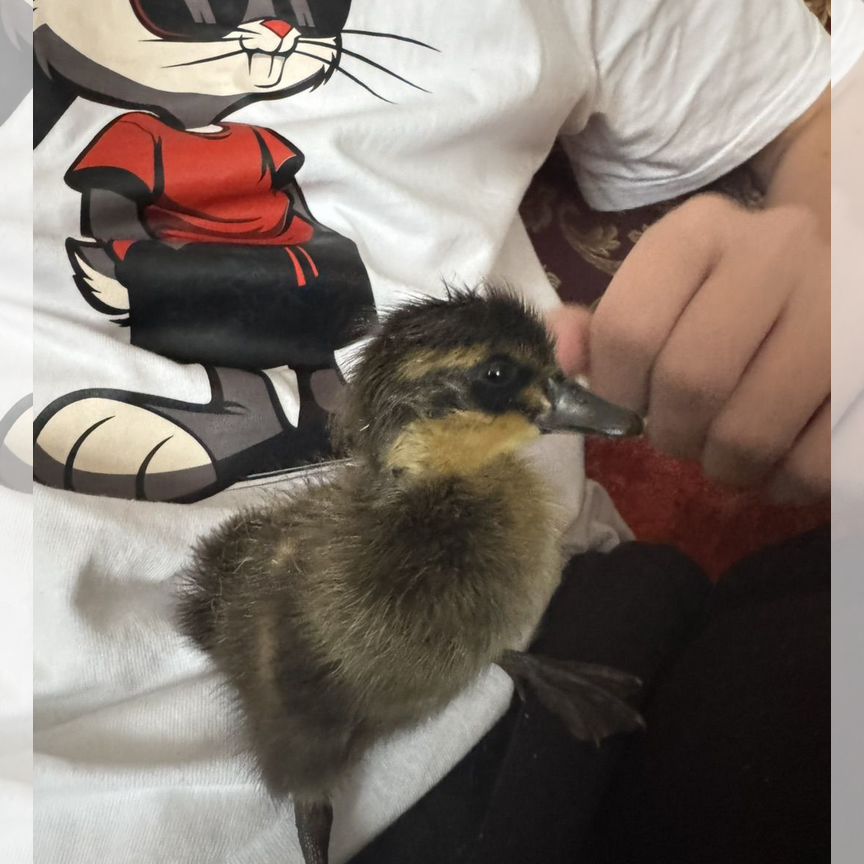 Индийский бегунок