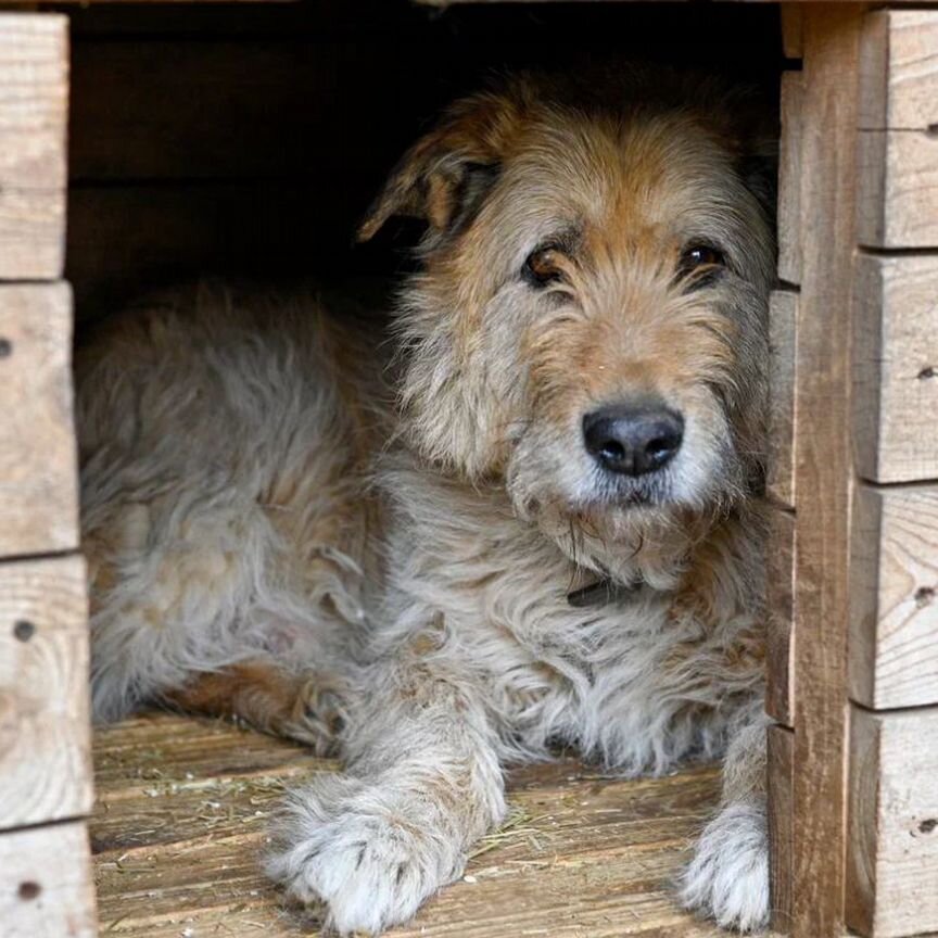 Взрослый пёс в добрые руки