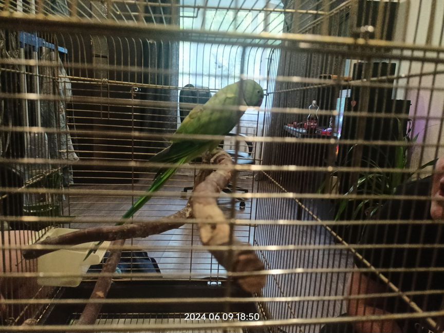 Ожереловый попугай