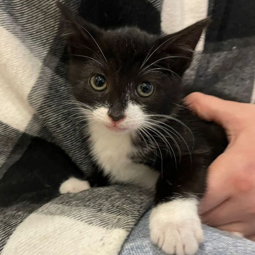 Пять мальчиков котята суперские малюськи