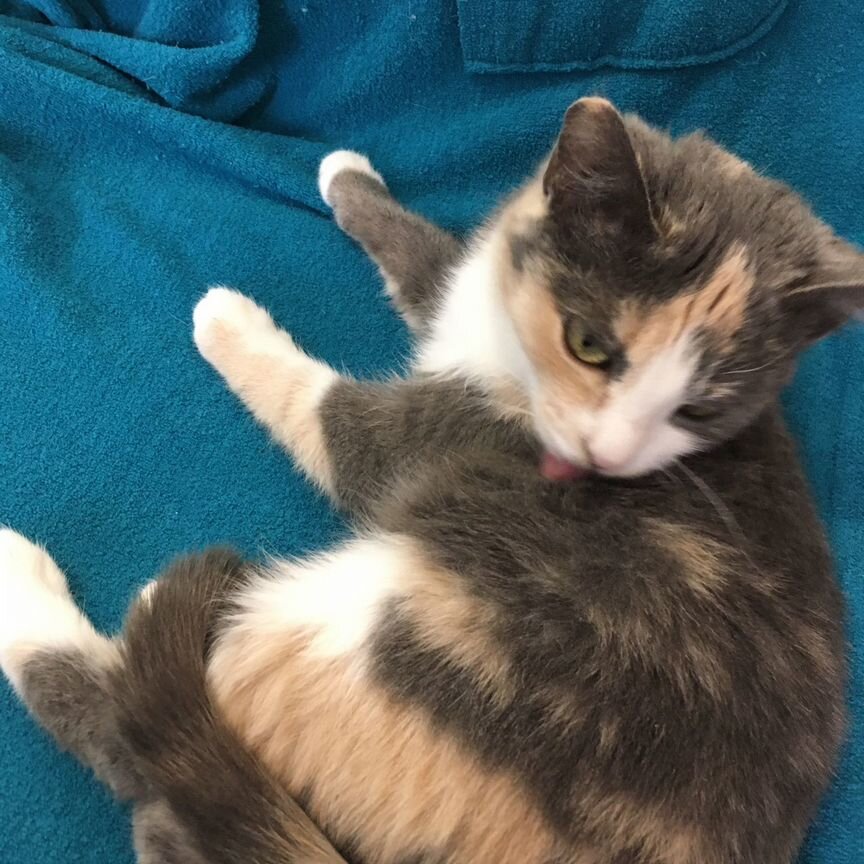 Котёнок Милаша