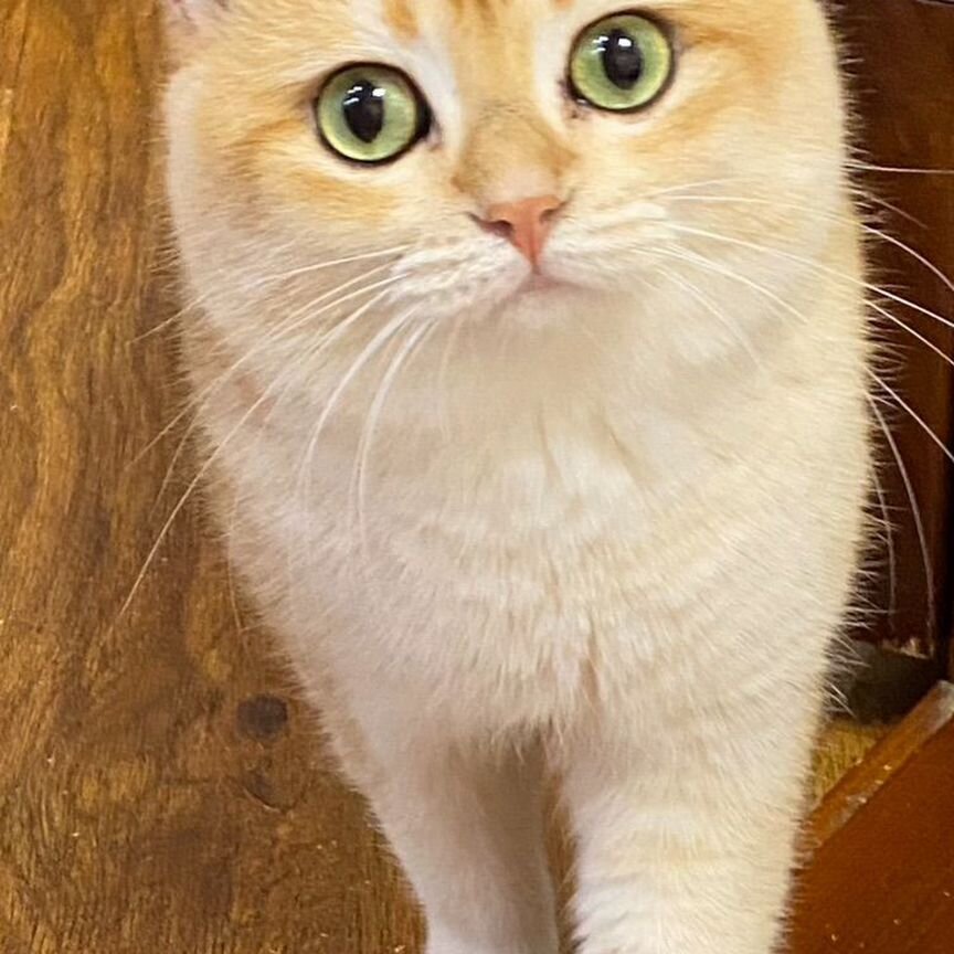 Шотландский кот