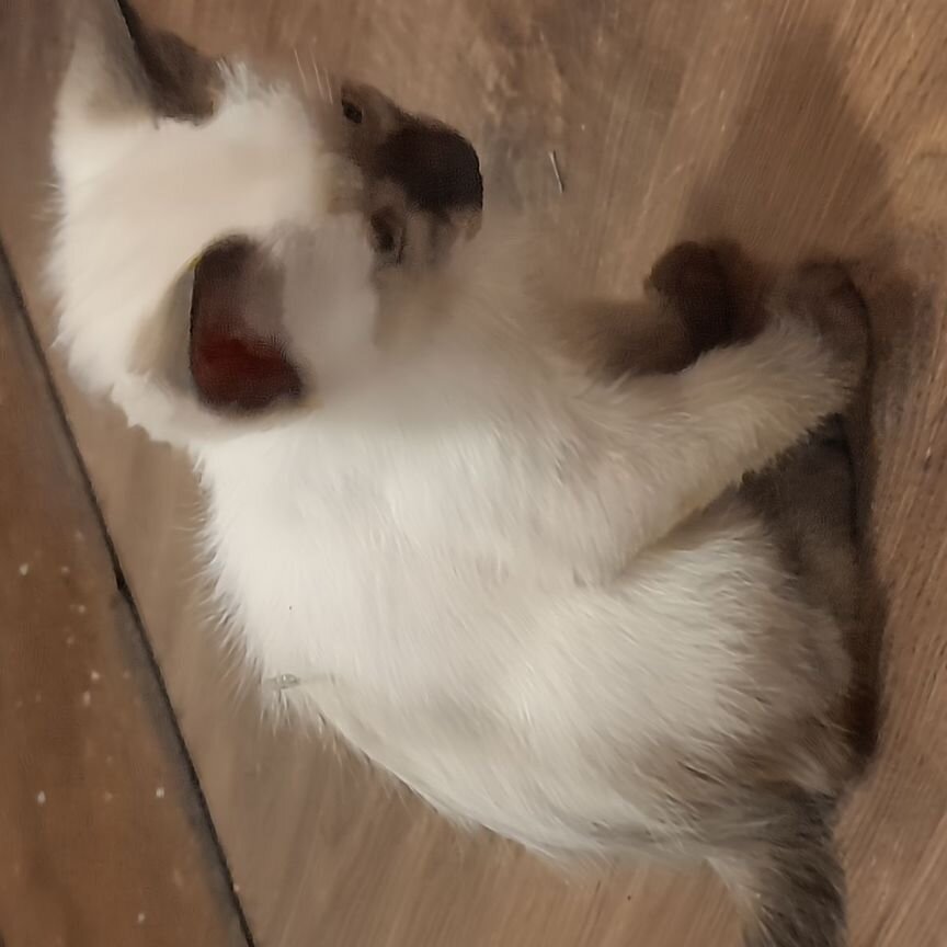 Сиамский котёнок