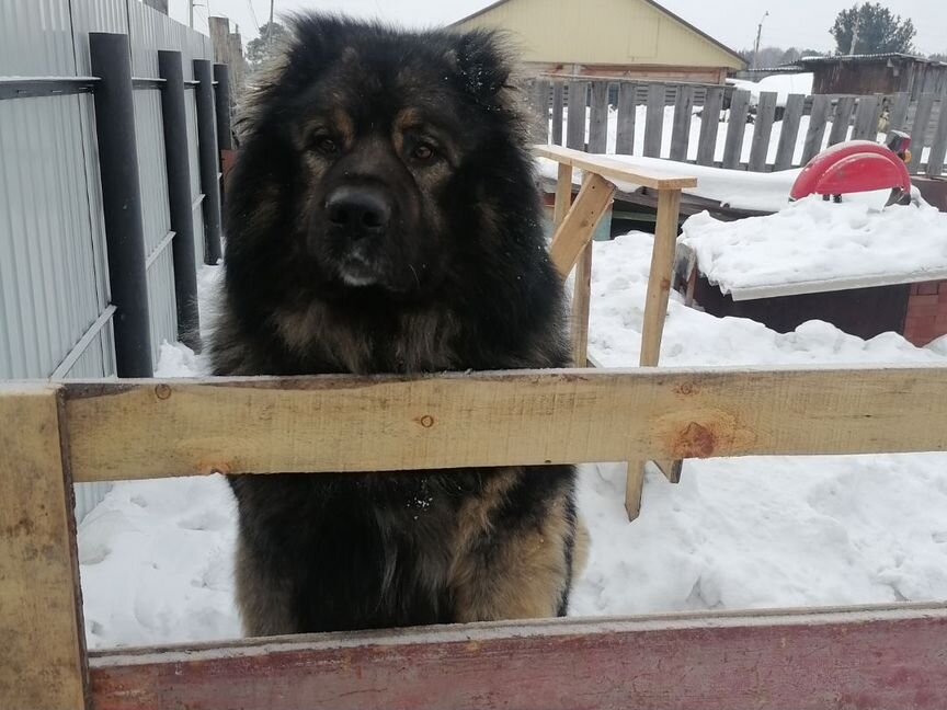 Вязка кавказская овчарка