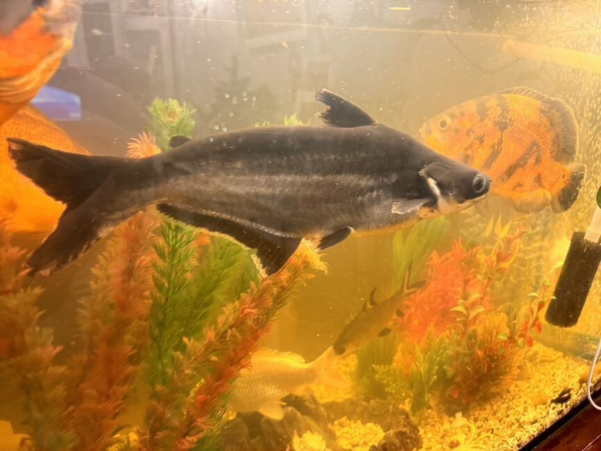 Акула черная