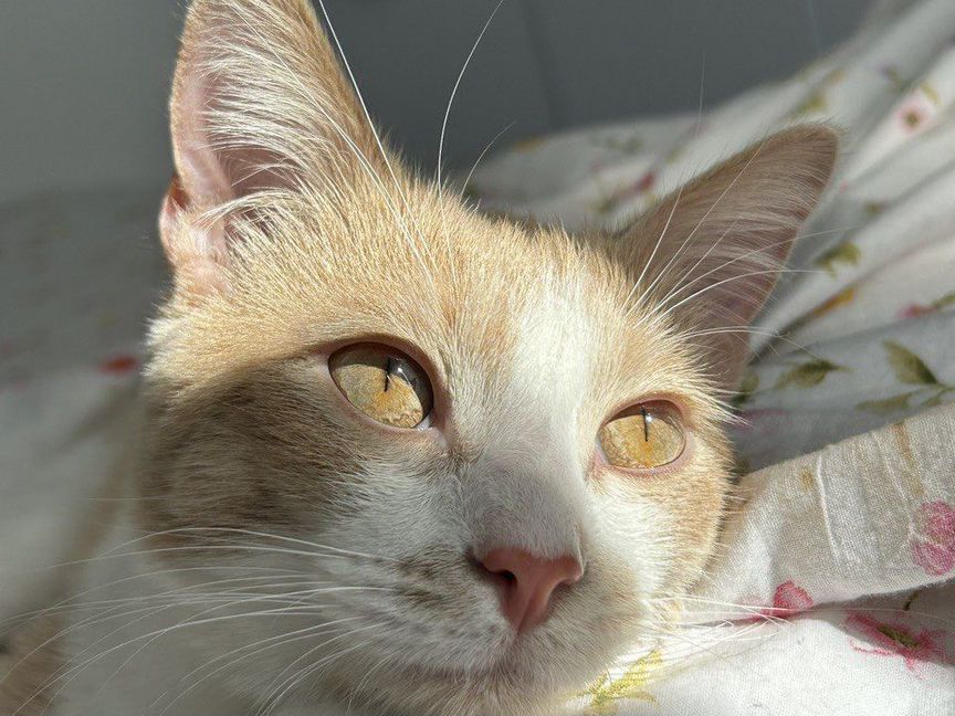 Кот