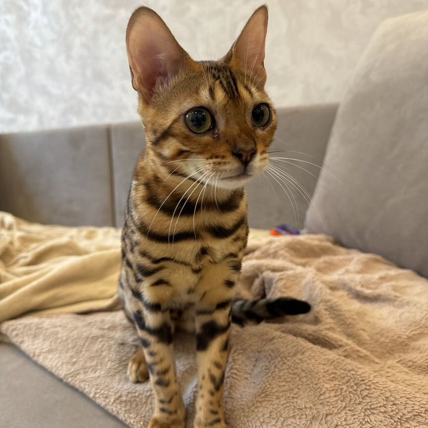 Бенгальска кошка