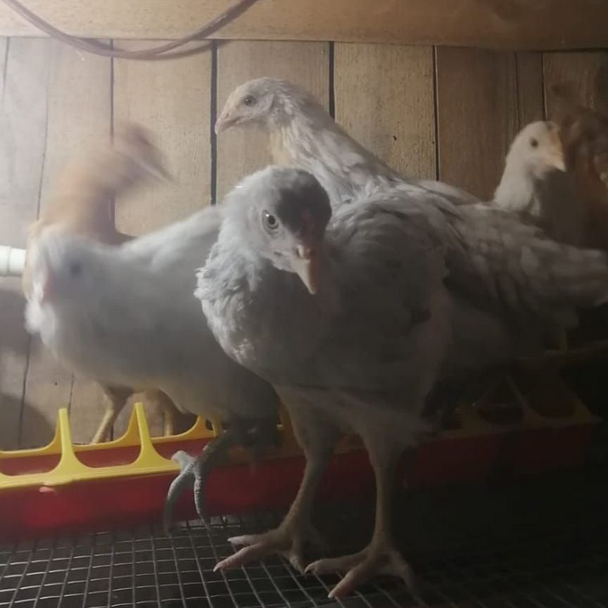 Цыплята несушки подрощенные