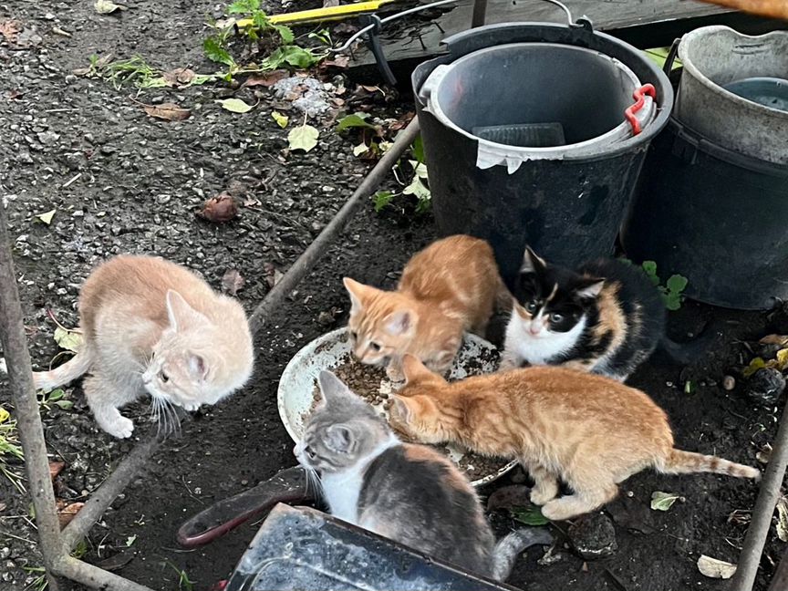 Котята в добрые руки, 5 штук, милые и красивые