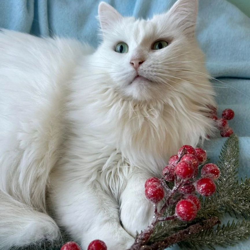 Кошка в добрые руки