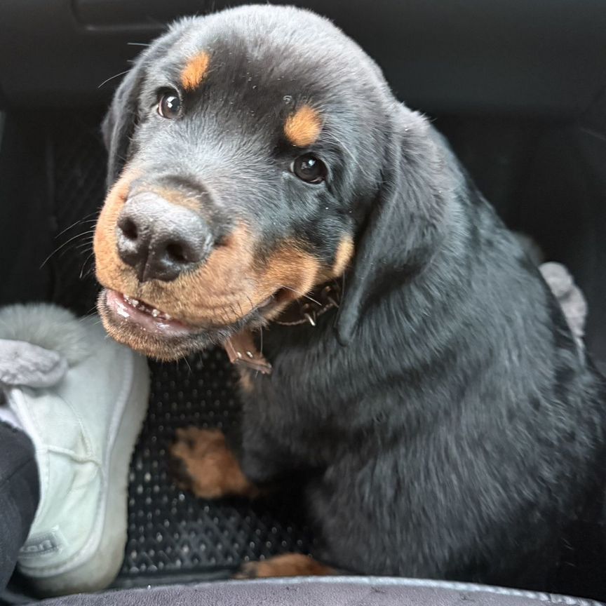 Ротвейлер, щенок