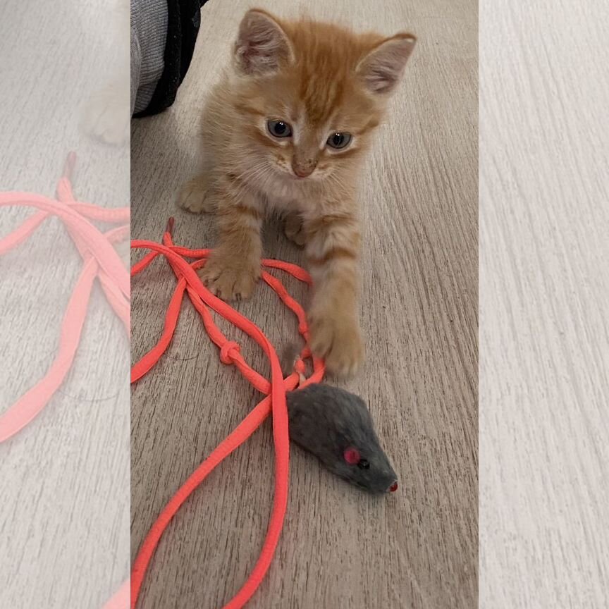 Котенок в добрые руки