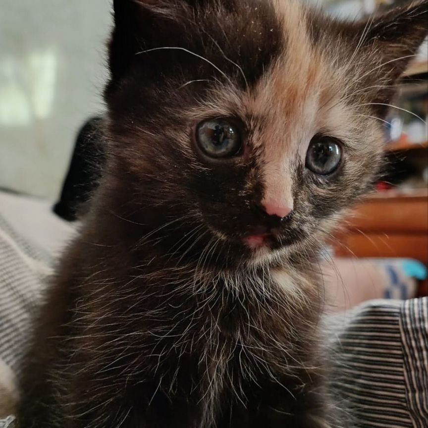 Кошечка 1,5 месяца