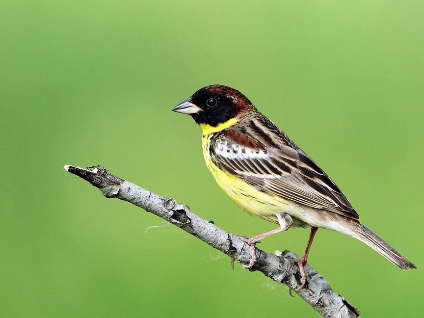 Овсянка Дубровник