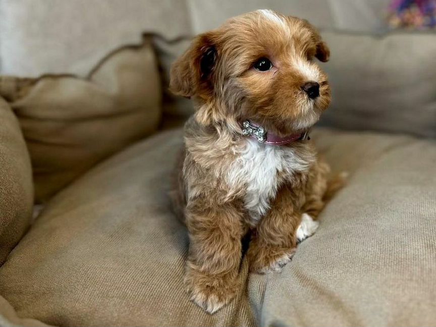 Щенки мальтипу