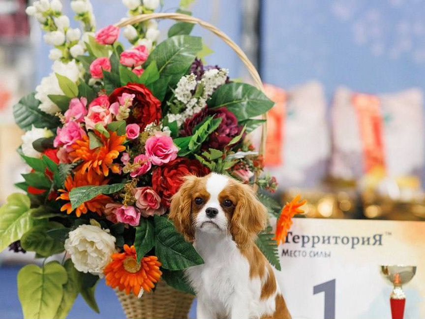 Кавалер кинг чарльз спаниель(кабель)