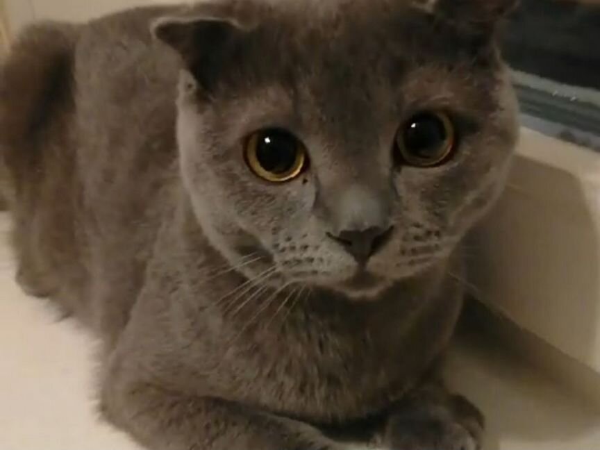 Британская