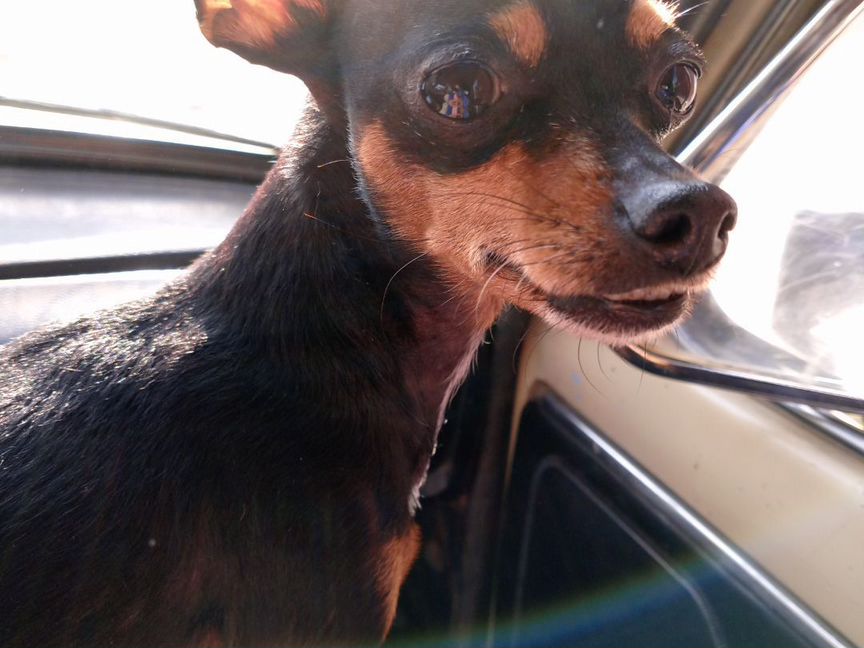 Мини той-терьер