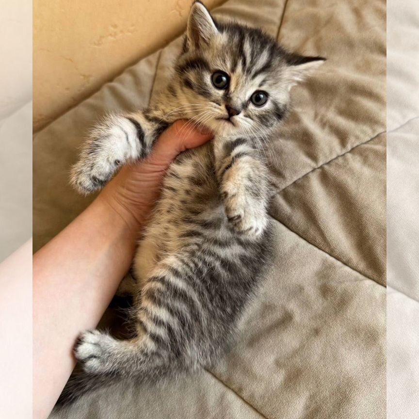 Шотландская вислоухая кошка