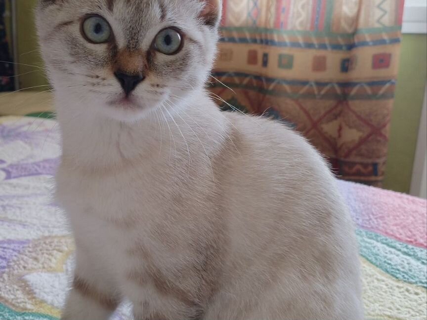 Красавец котёнок в самые добрые и любящие руки