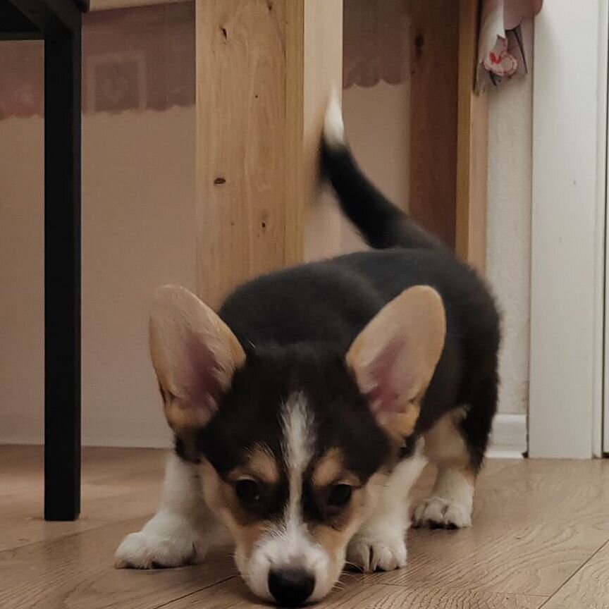 Вельш Корги Пемброк, щенок