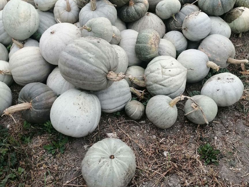 Тыква кормовая