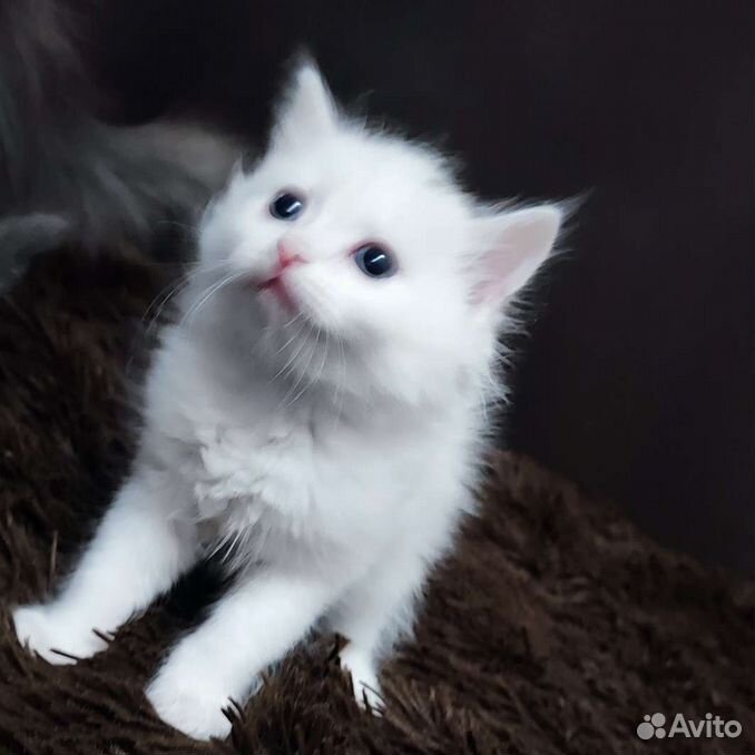 Отдам в добрые руки милых котят