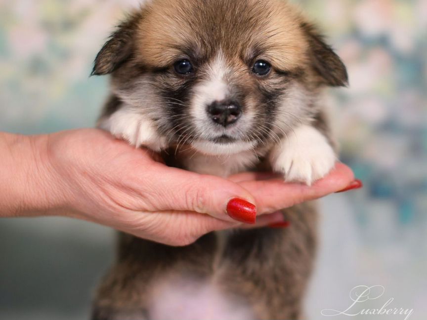 Вельш-корги пемброк