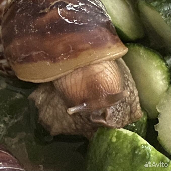 Улитки ахатины бесплатно 5 штук