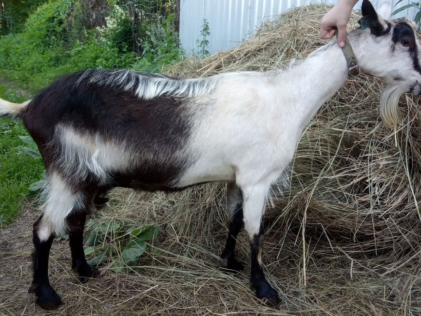 Солома овсянная и ячменная 2024 года в рулонах 350