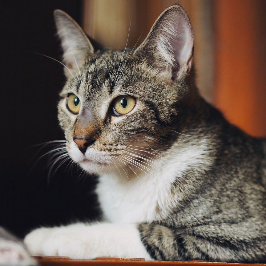 Ласковый красавец котёнок