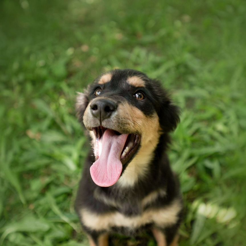 Шарлотта ищет дом