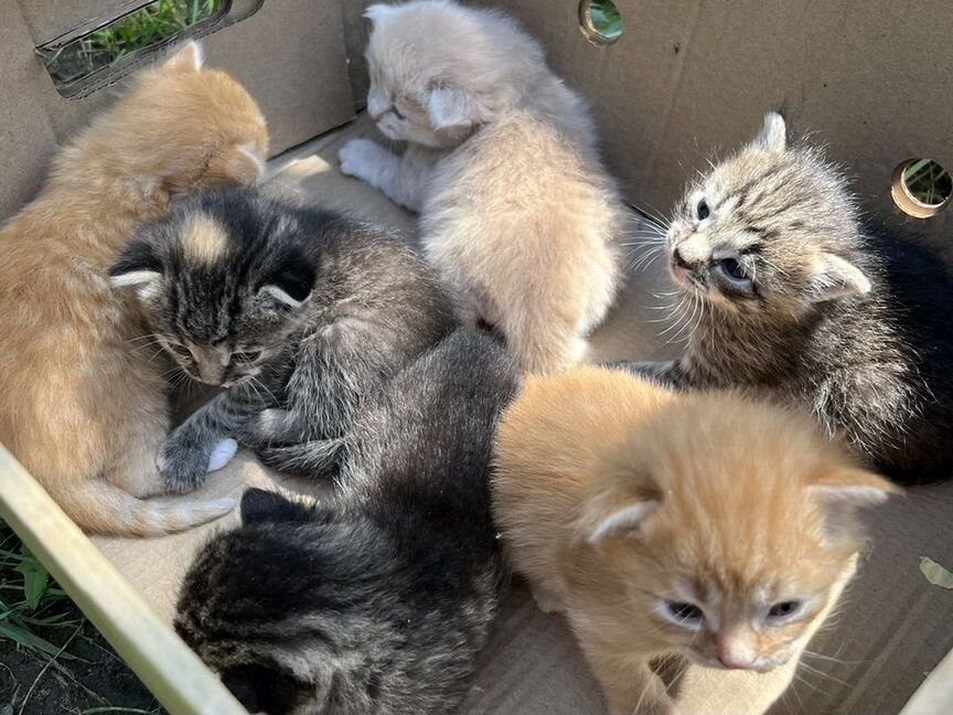 Котята ищут своих хозяев и свой дом