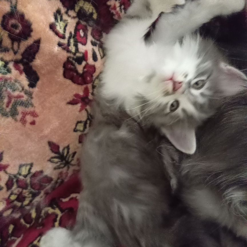 Котопёс