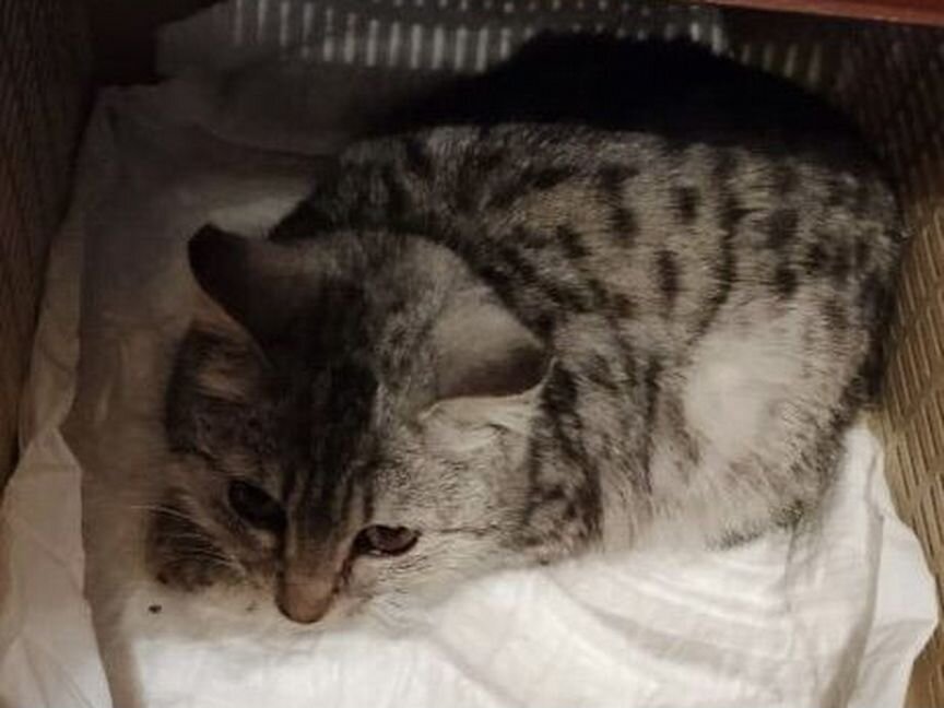 Кошка в добрые руки