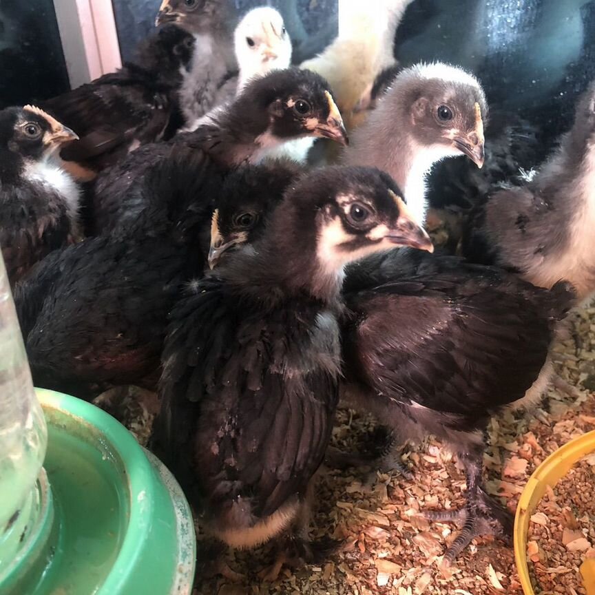 Цыплята маран сплэш, черно-медные, голубо-медные