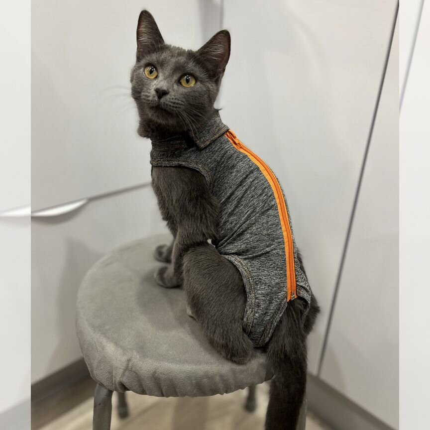 Попона для кошки