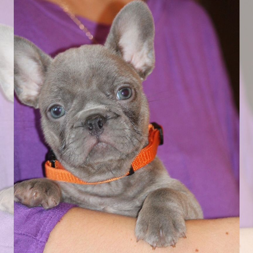 Француженка голубая мини