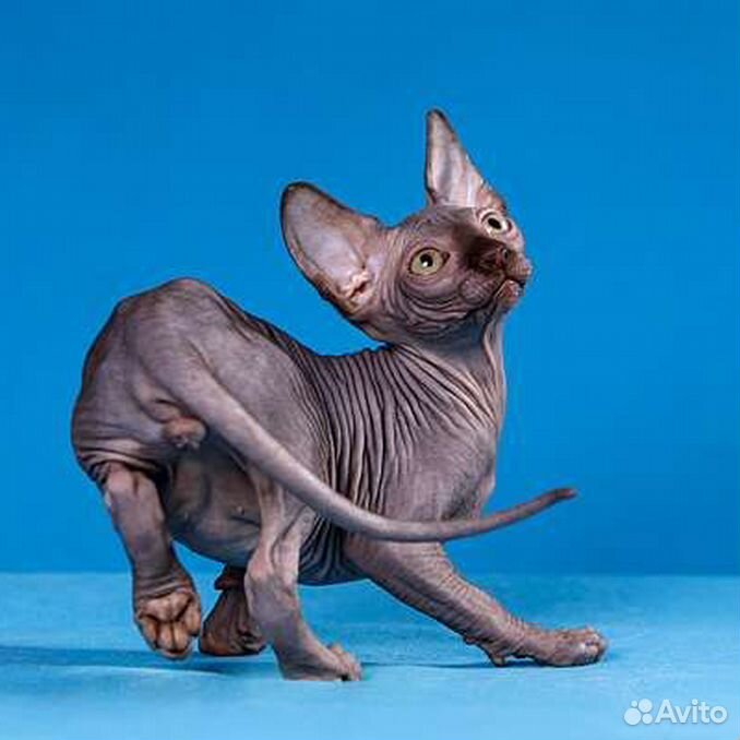 Канадский сфинкс, эльф, двэльф, бамбино