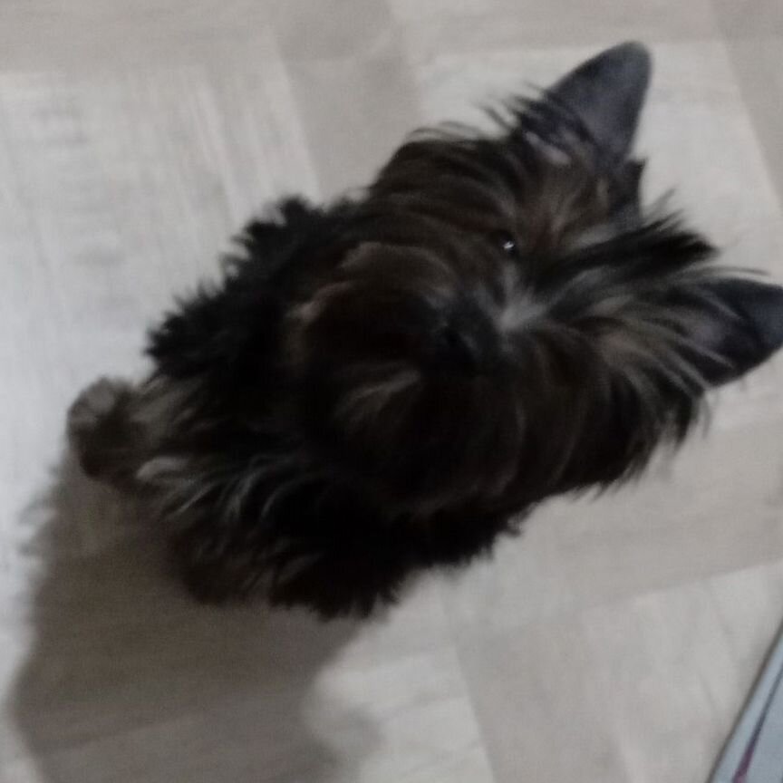 Собака в аренду