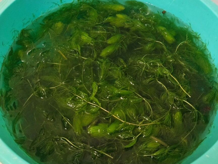 Роголистник