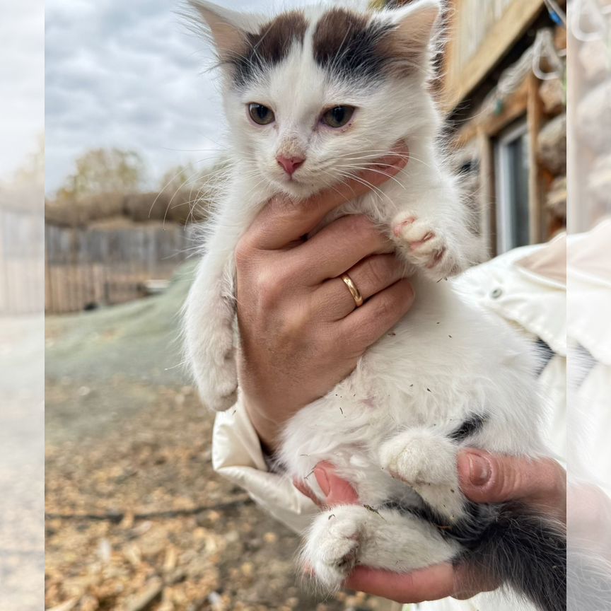Котята в добрые руки бесплатно мальчик